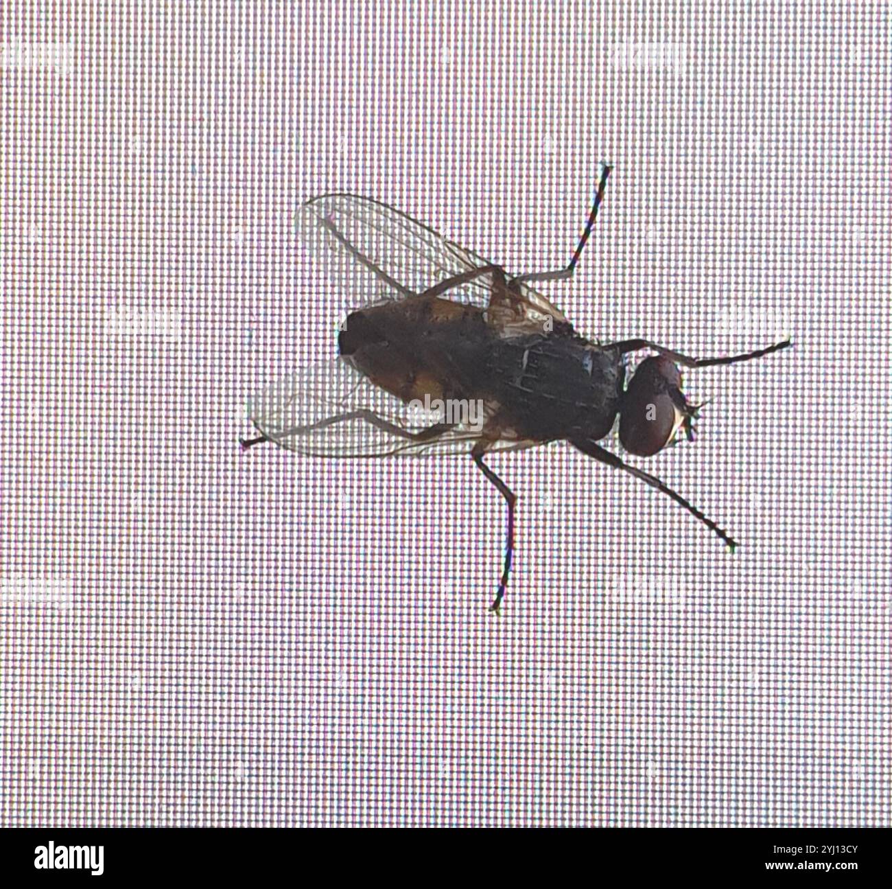 Common House Fly (Musca domestica Stock Photo - Alamy