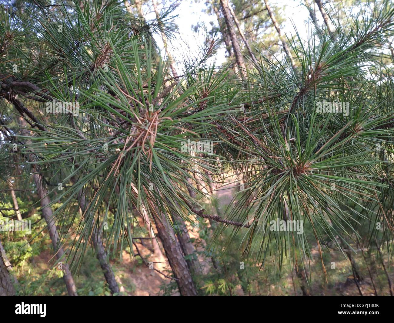 shortleaf pine (Pinus echinata Stock Photo - Alamy