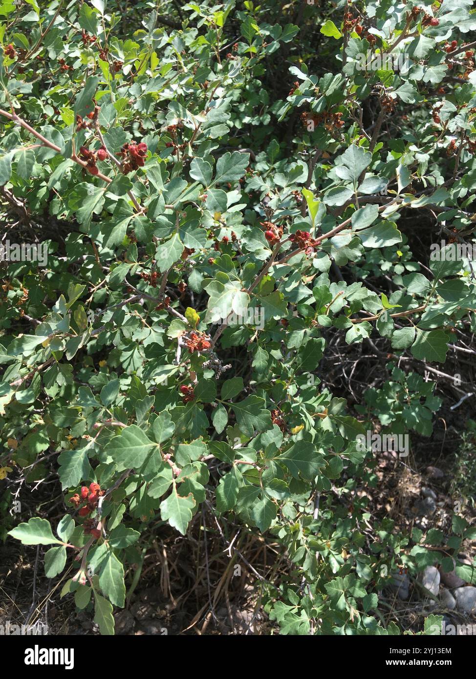 fragrant sumac (Rhus aromatica Stock Photo - Alamy