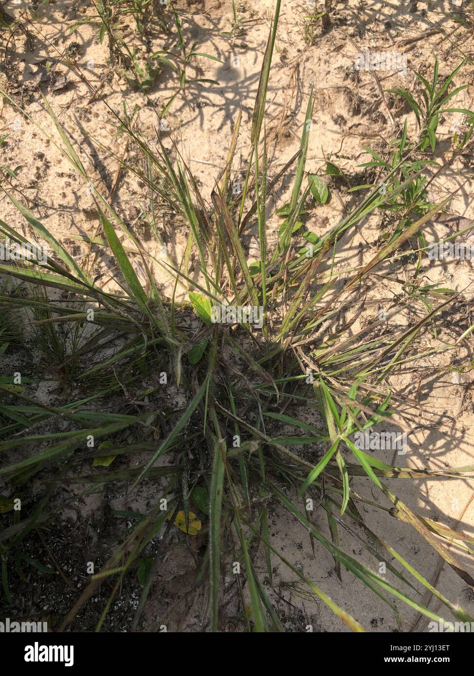(Paspalum setaceum setaceum Stock Photo - Alamy