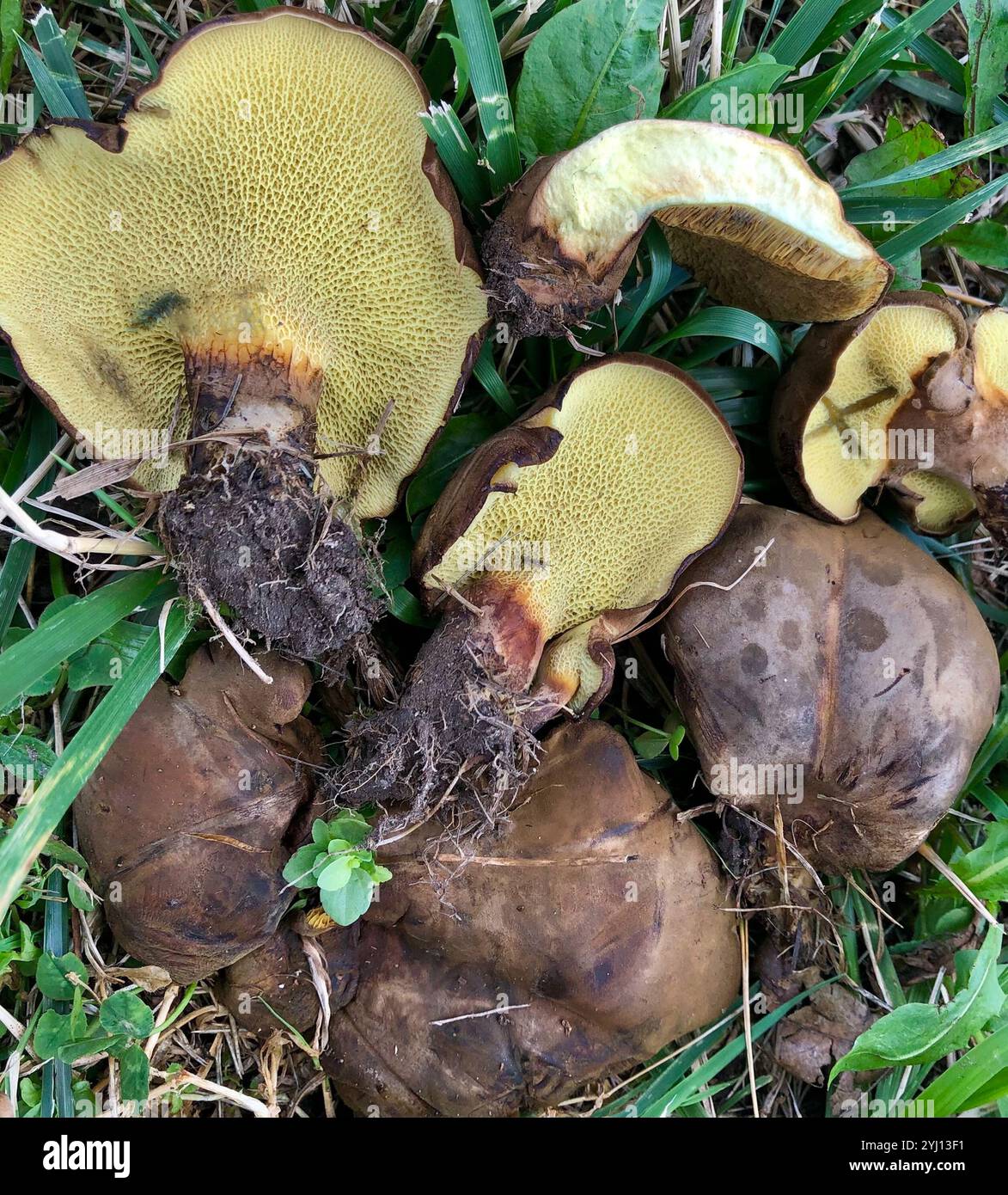 ash-tree bolete (Boletinellus merulioides Stock Photo - Alamy