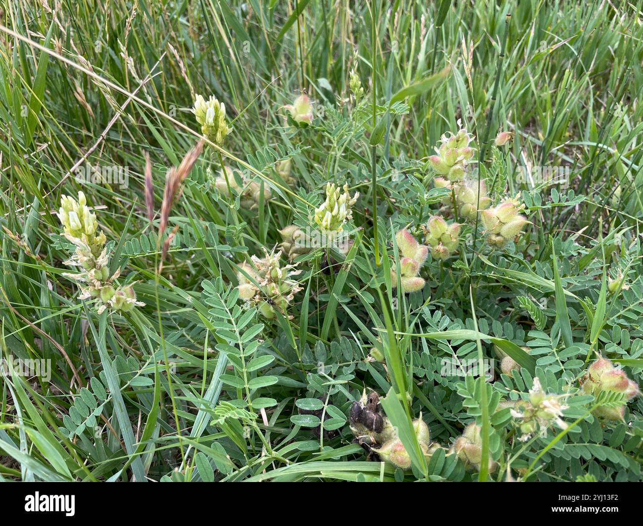 Chickpea Milkvetch (Astragalus cicer Stock Photo - Alamy