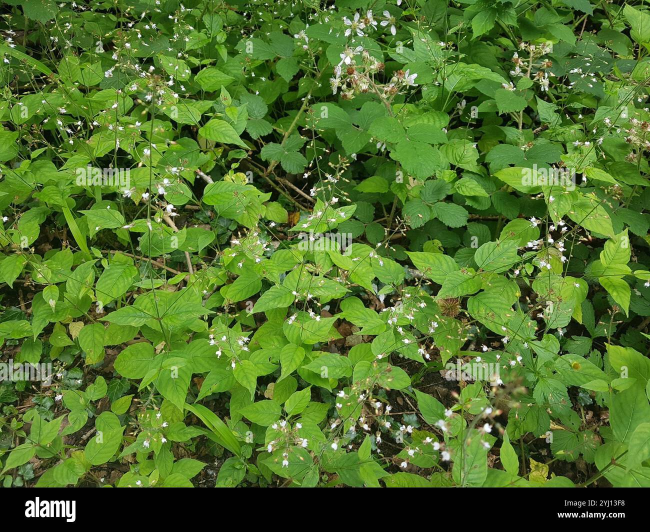 enchanter's-nightshade (Circaea lutetiana Stock Photo - Alamy