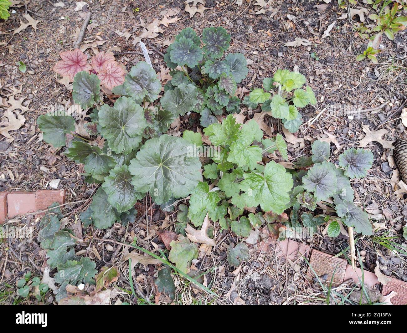 American alumroot (Heuchera americana Stock Photo - Alamy