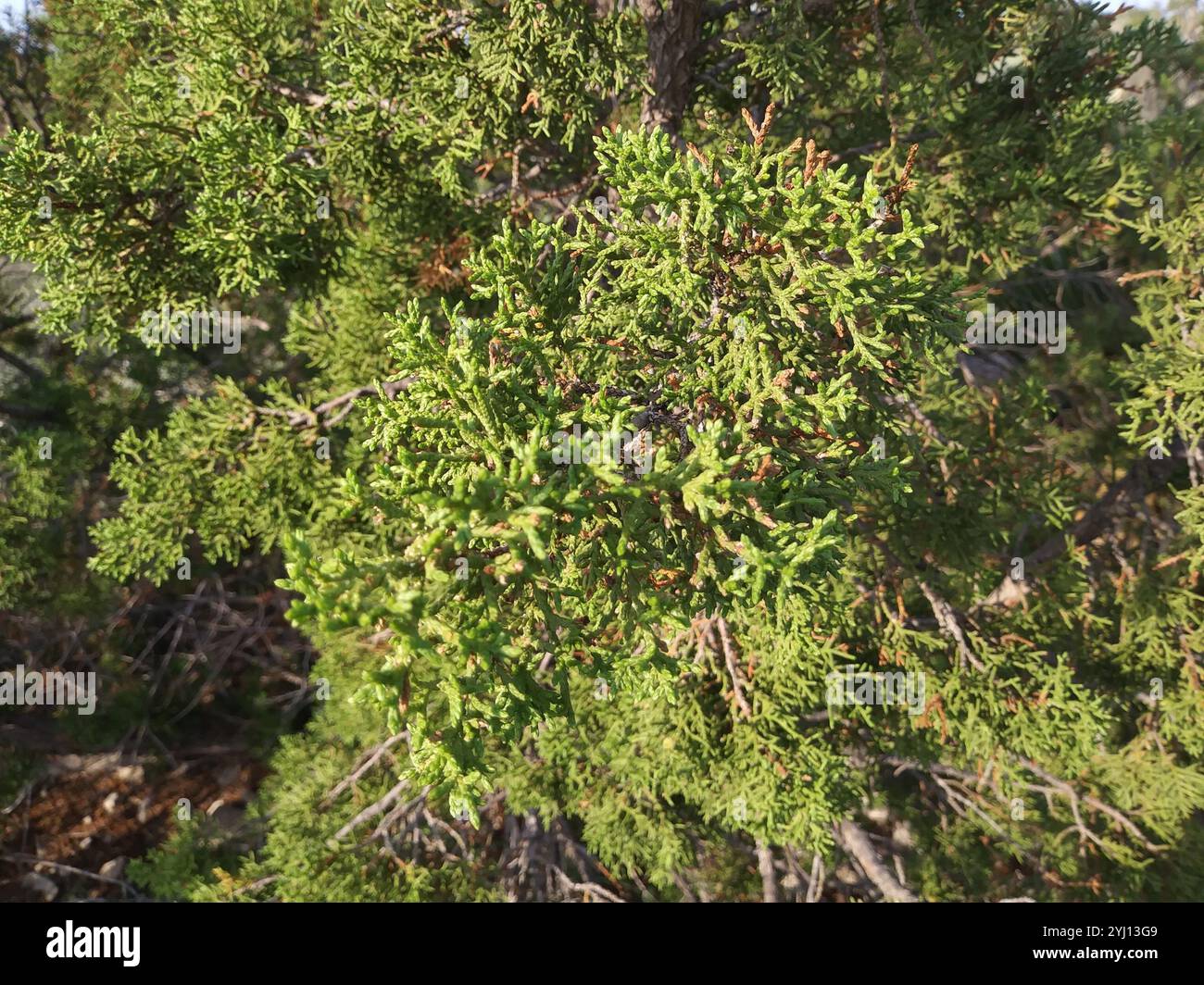 redberry juniper (Juniperus pinchotii Stock Photo - Alamy