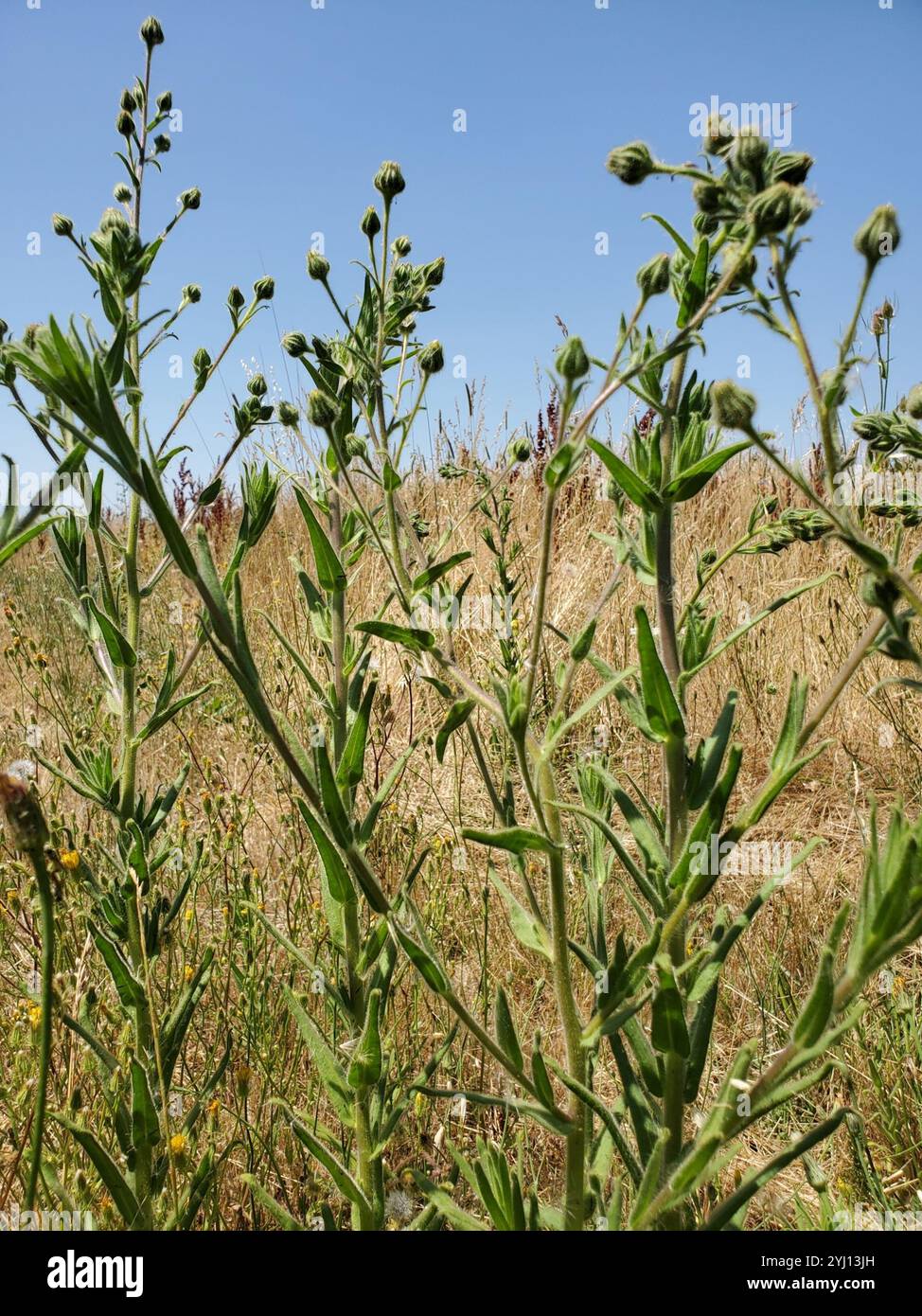 Madia sativa hi-res stock photography and images - Alamy
