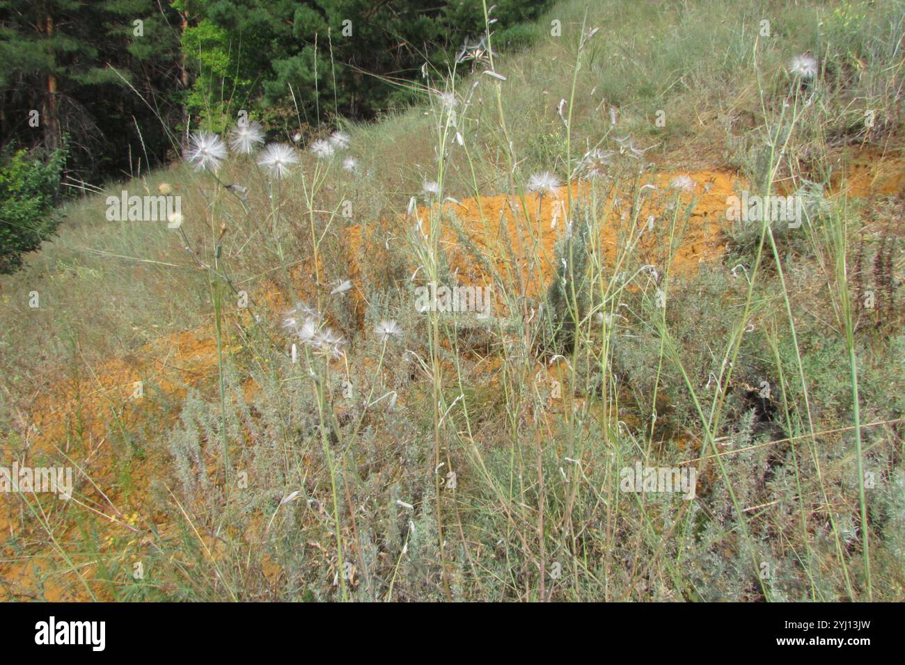 Rush Skeletonweed (Chondrilla juncea Stock Photo - Alamy