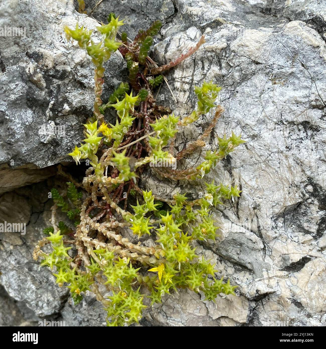 Biting Stonecrop (Sedum acre Stock Photo - Alamy