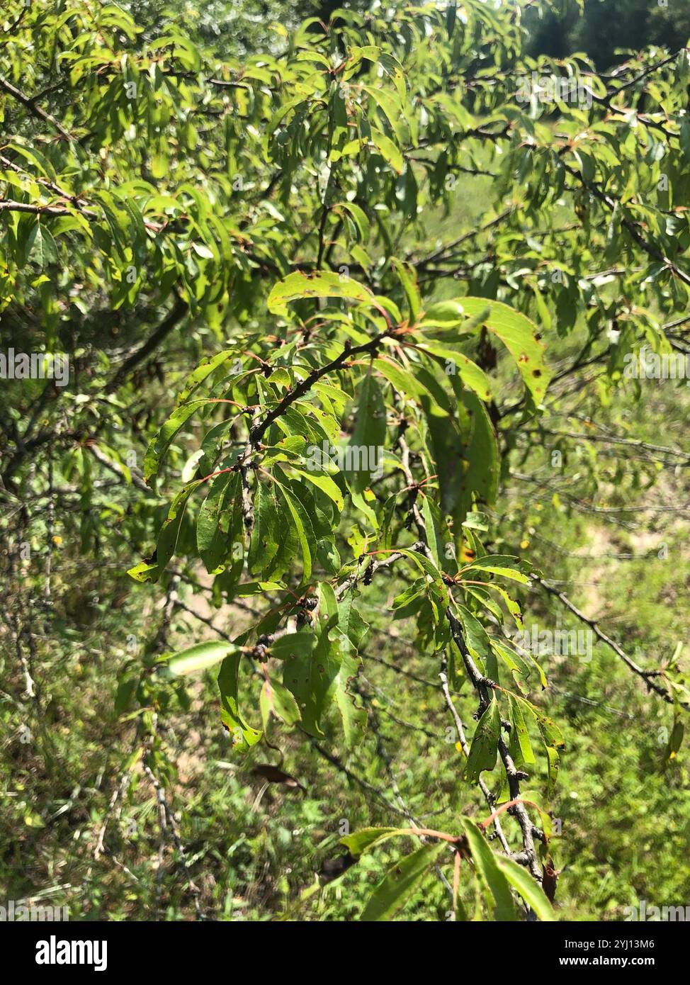 Chickasaw plum (Prunus angustifolia Stock Photo - Alamy