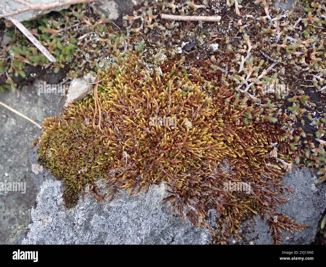 Cypress-leaved Plait-moss (Hypnum cupressiforme Stock Photo - Alamy