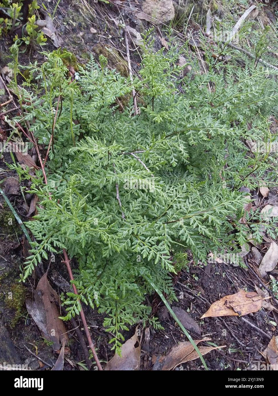 Rock Fern (Cheilanthes austrotenuifolia Stock Photo - Alamy