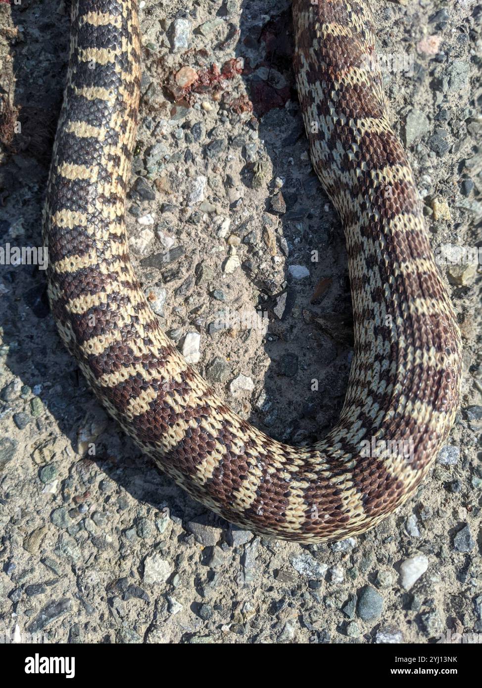 Great Basin Gopher Snake (Pituophis catenifer deserticola Stock Photo ...