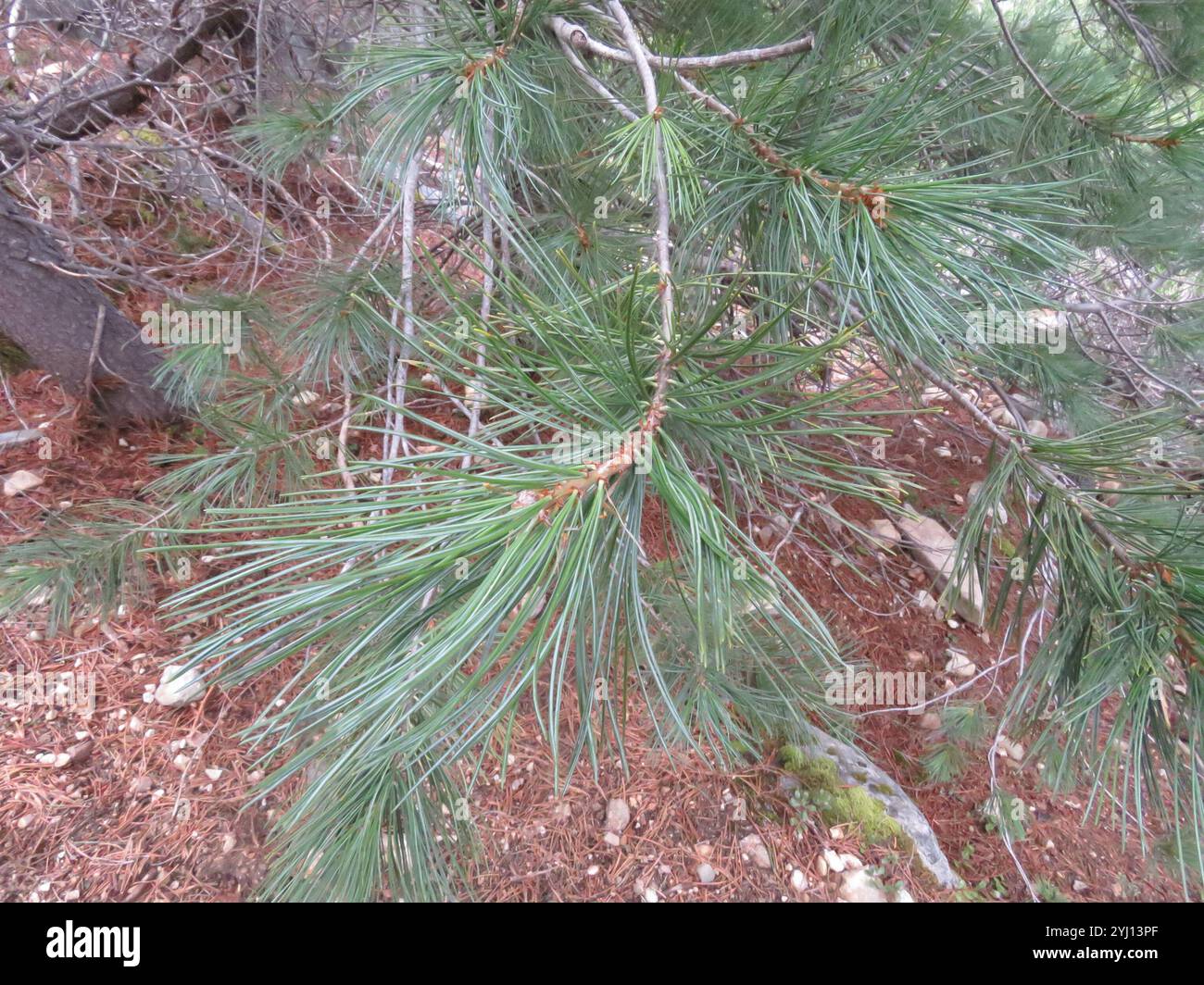 western white pine (Pinus monticola Stock Photo - Alamy