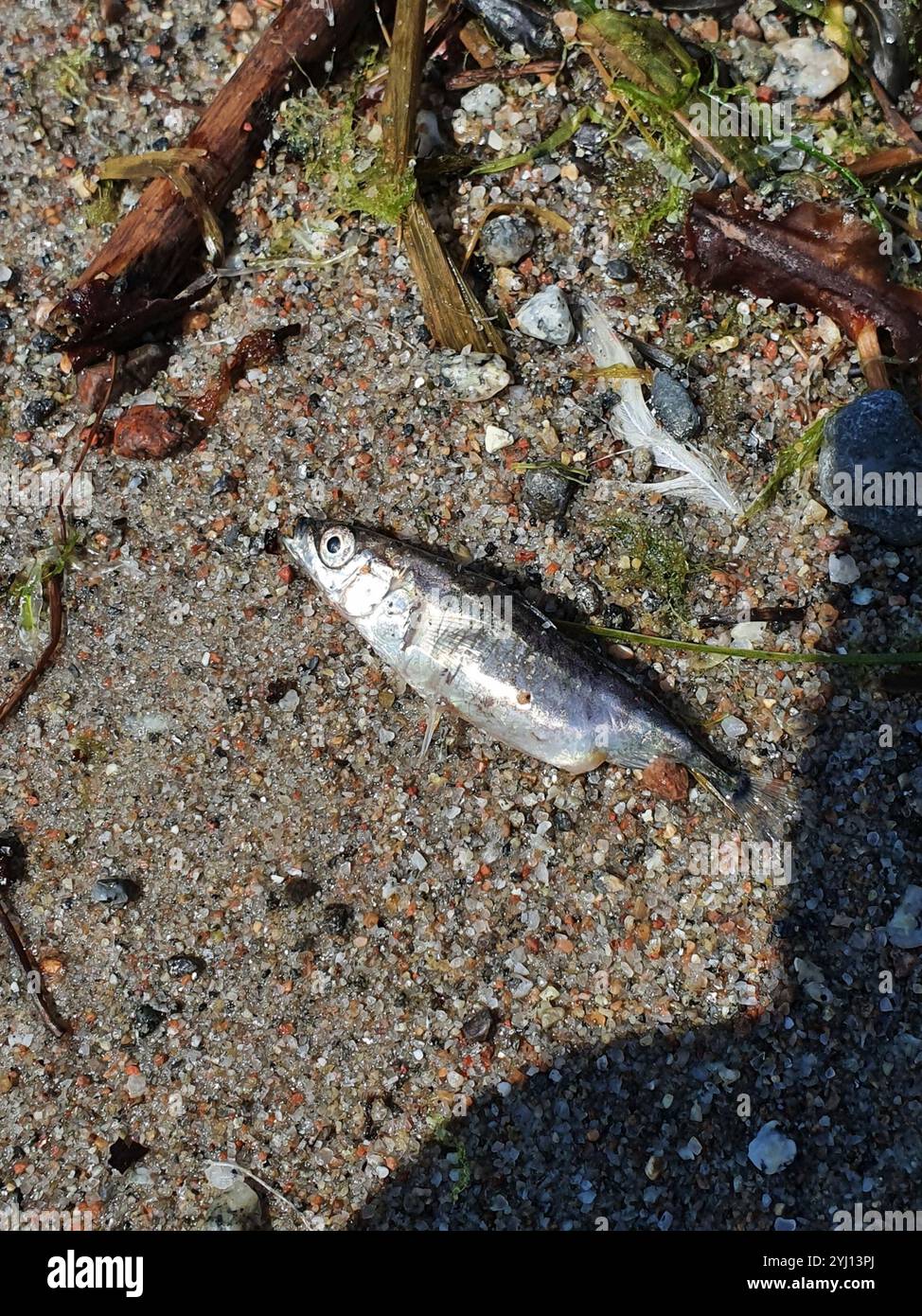 Threespine Stickleback (Gasterosteus aculeatus Stock Photo - Alamy