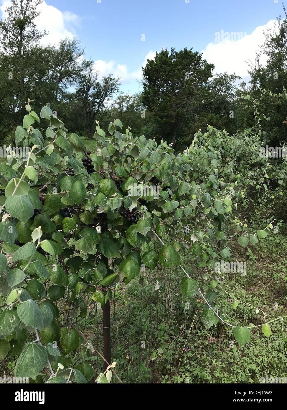 Mustang grape hi-res stock photography and images - Alamy