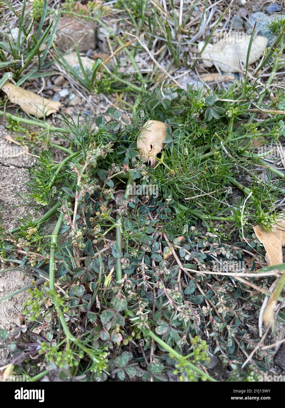Marsh parsley (Cyclospermum leptophyllum Stock Photo - Alamy