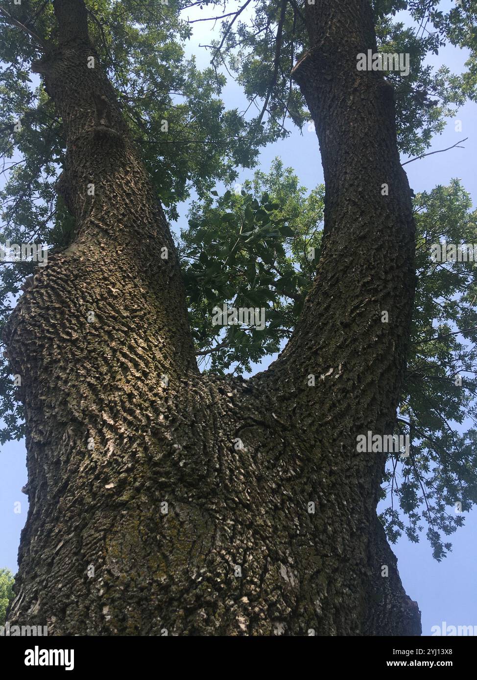 green ash (Fraxinus pennsylvanica Stock Photo - Alamy