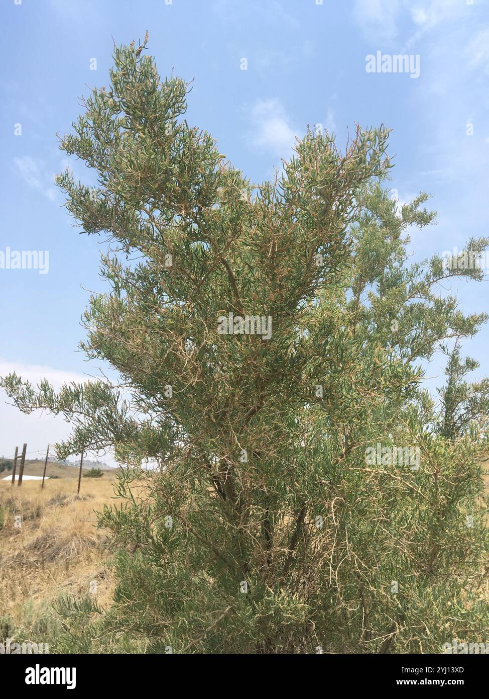 Sarcobatus vermiculatus hi-res stock photography and images - Alamy