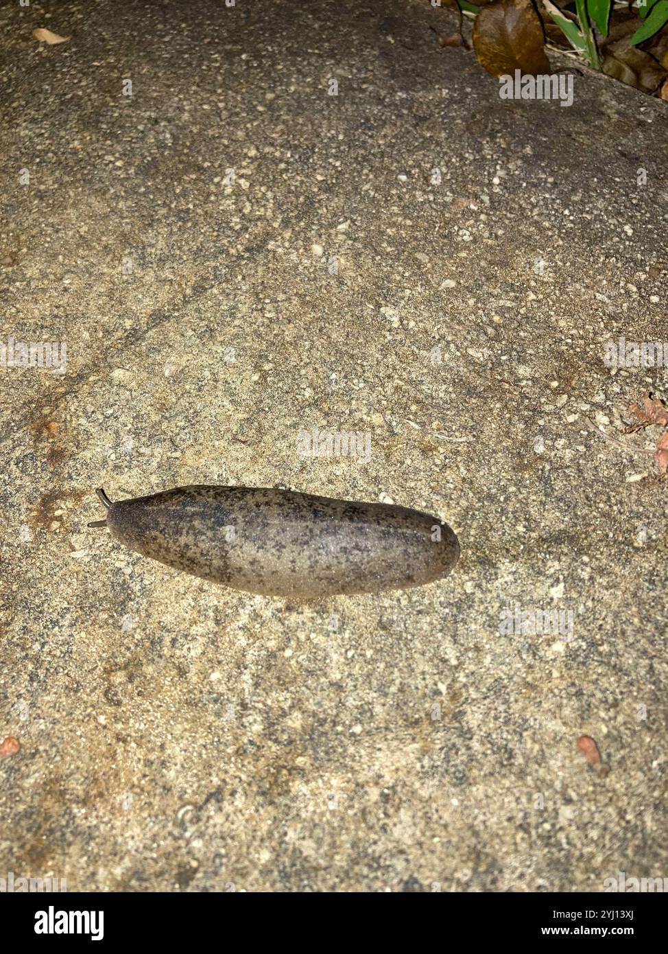 Florida Leatherleaf Slug (Leidyula floridana Stock Photo - Alamy