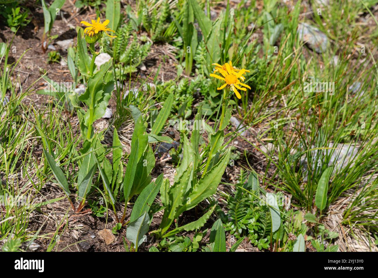 Thickleaf Ragwort (Senecio crassulus Stock Photo - Alamy