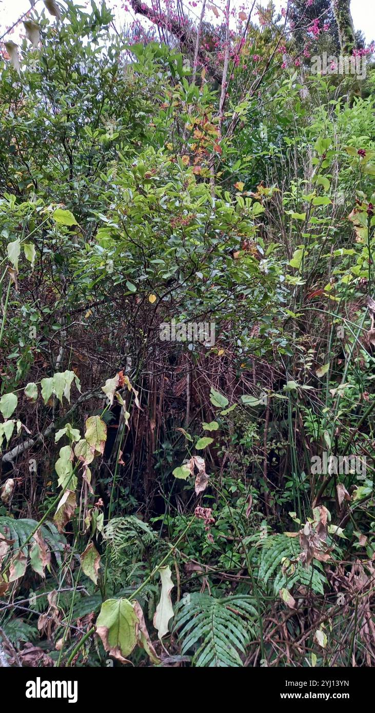 Tōwai (Pterophylla sylvicola Stock Photo - Alamy