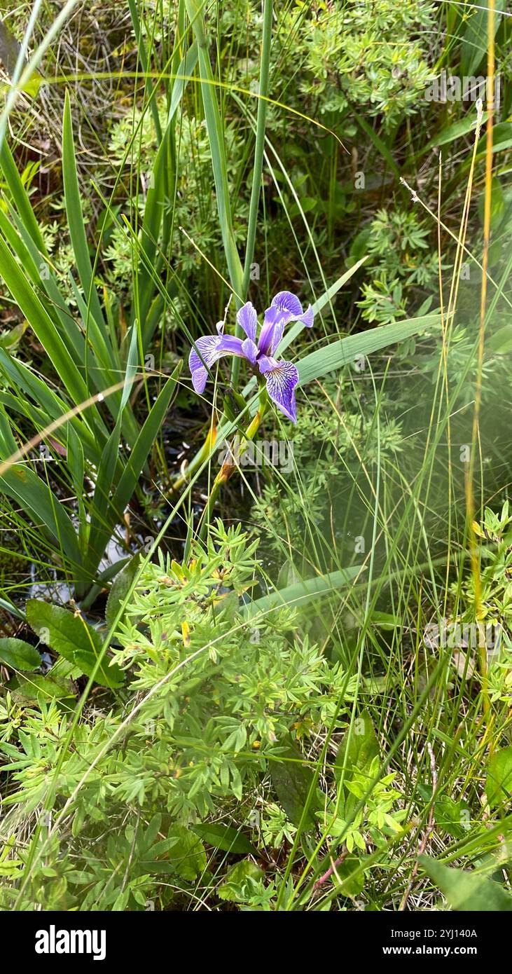 northern blue flag (Iris versicolor Stock Photo - Alamy