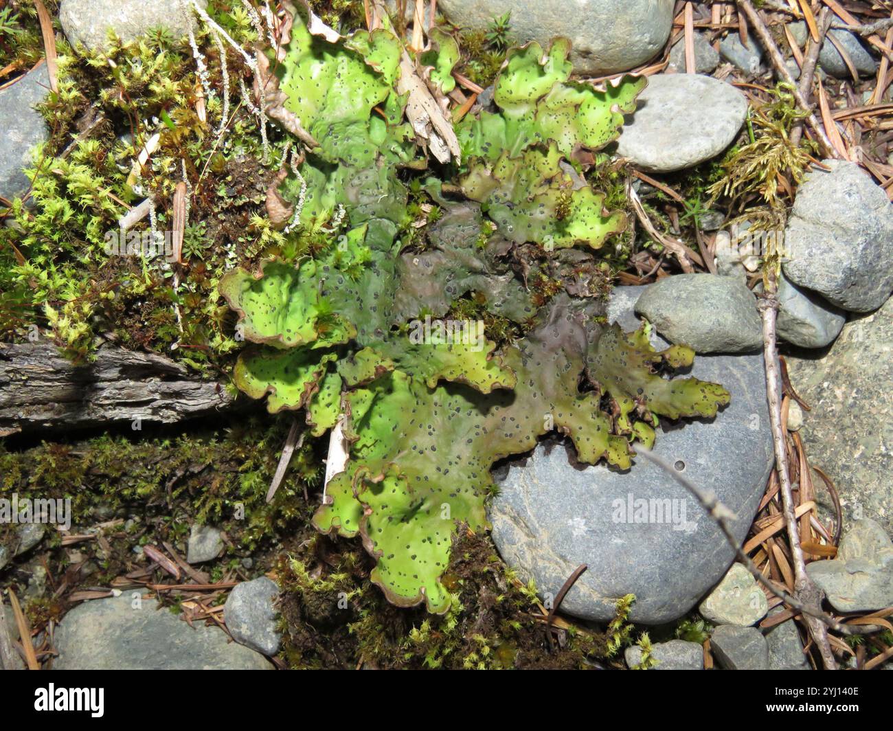 freckled pelt lichen (Peltigera aphthosa Stock Photo - Alamy