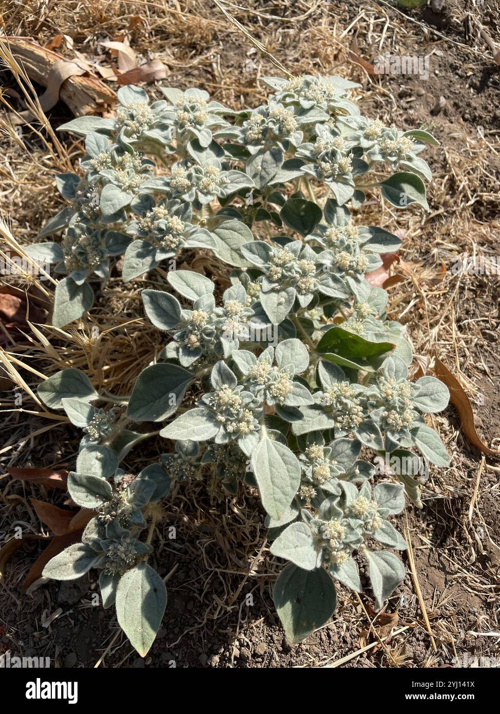 turkey mullein (Croton setiger Stock Photo - Alamy