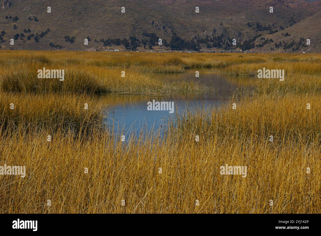 California bulrush (Schoenoplectus californicus Stock Photo - Alamy
