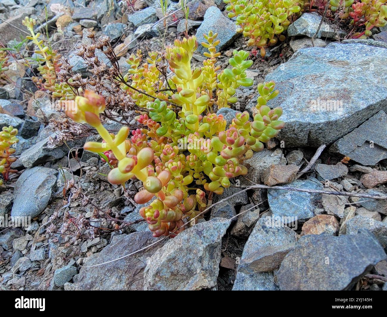 Pacific stonecrop (Sedum divergens Stock Photo - Alamy