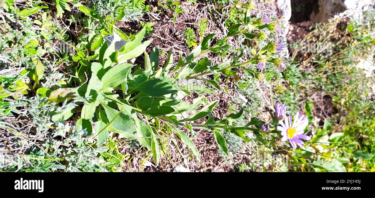 Italian Aster (Aster amellus Stock Photo - Alamy