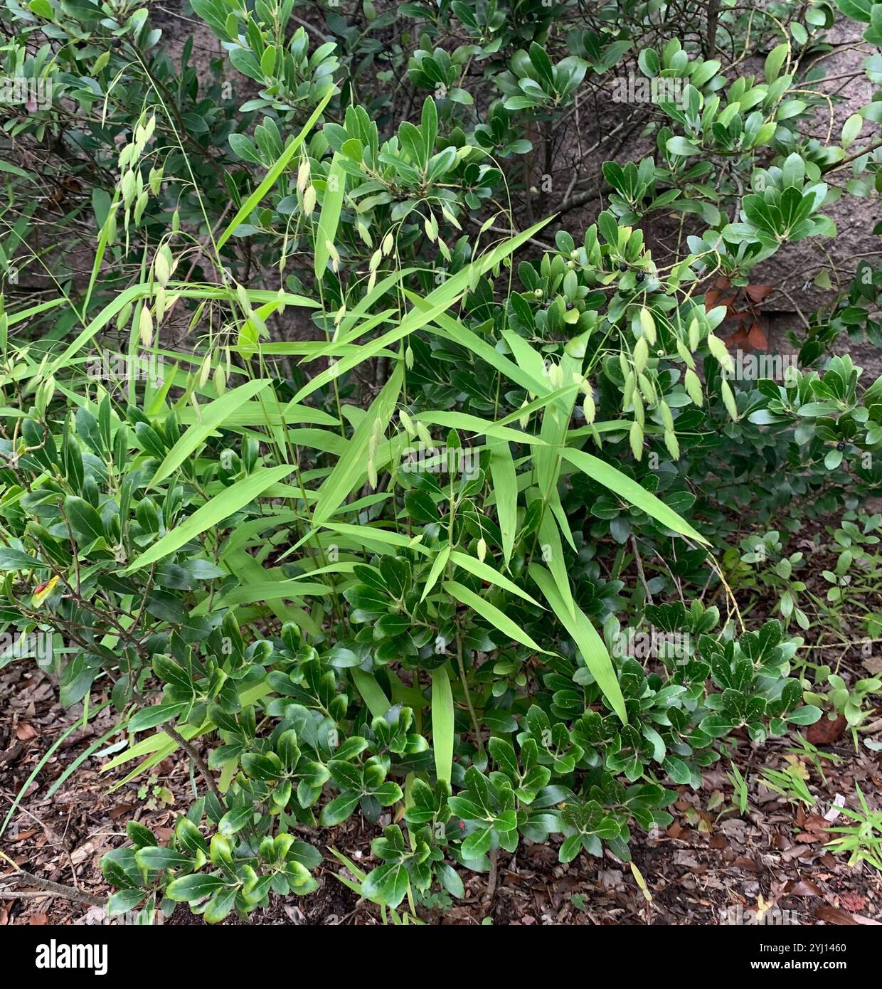 inland wood oats (Chasmanthium latifolium Stock Photo - Alamy