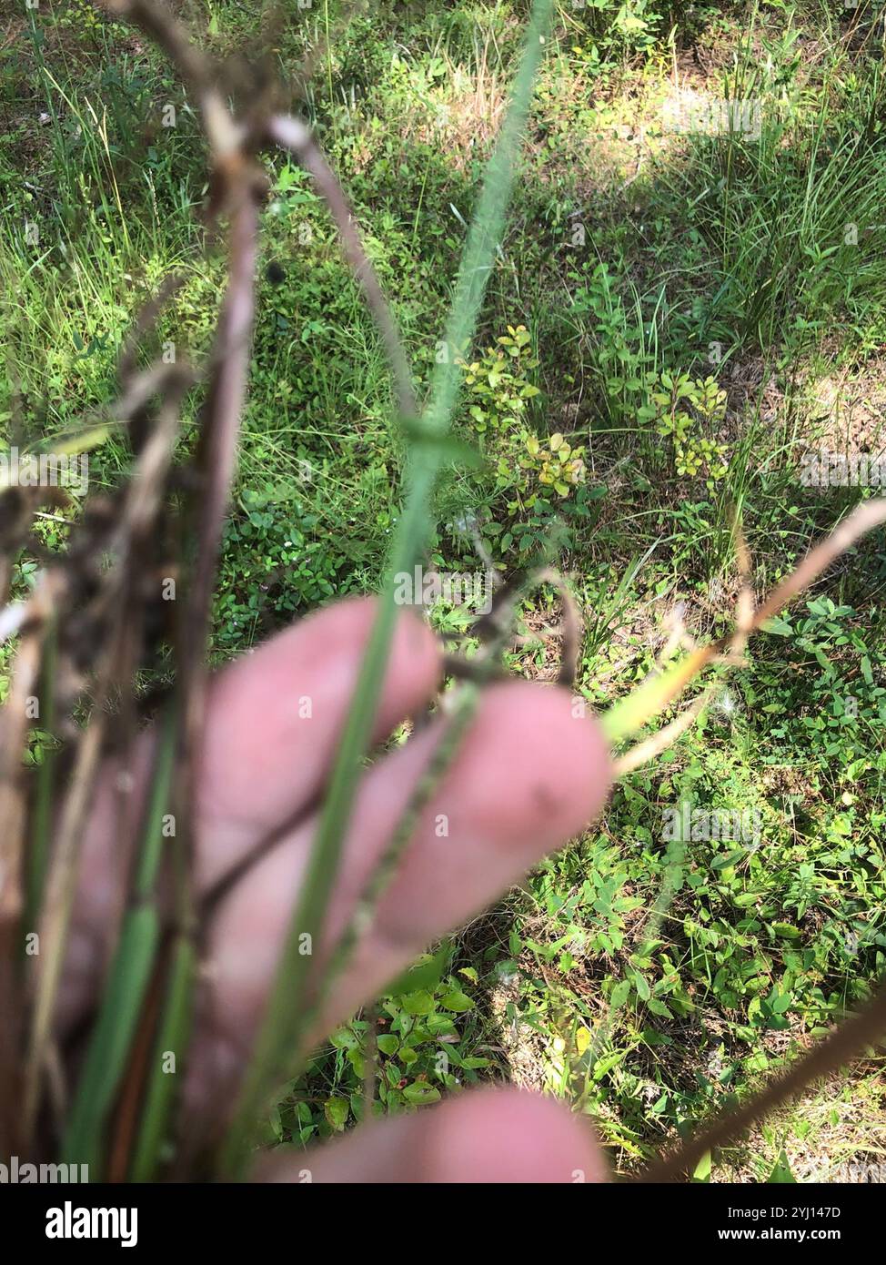 slender crown grass (Paspalum setaceum ciliatifolium Stock Photo - Alamy
