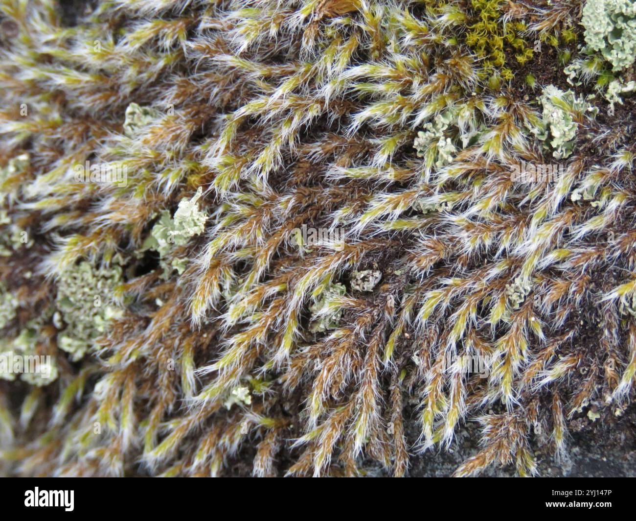 Woolly Fringe-moss (Racomitrium lanuginosum Stock Photo - Alamy
