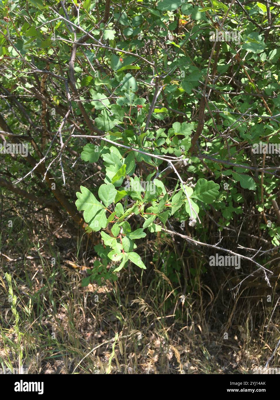 fragrant sumac (Rhus aromatica Stock Photo - Alamy