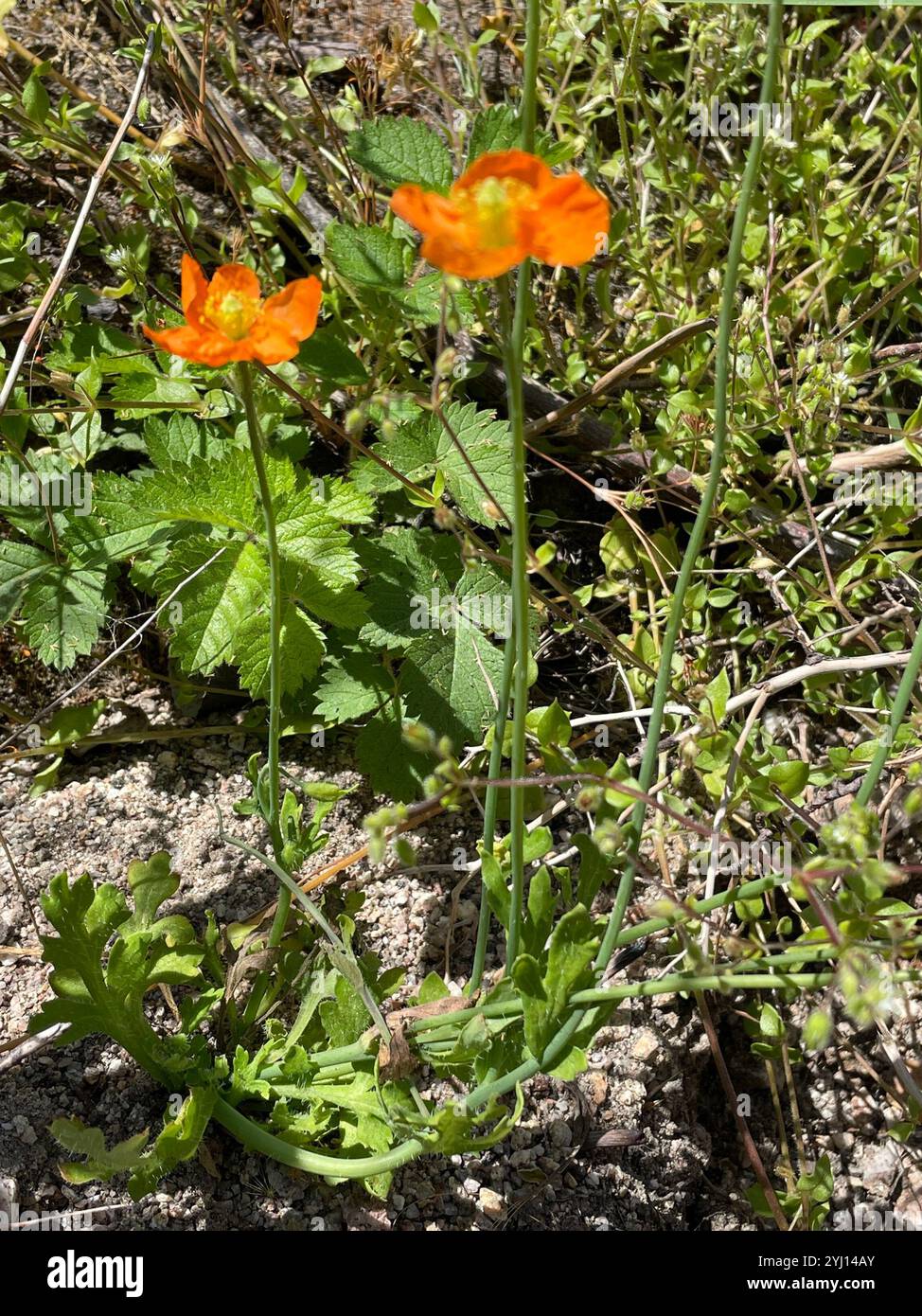 fire poppy (Papaver californicum Stock Photo - Alamy