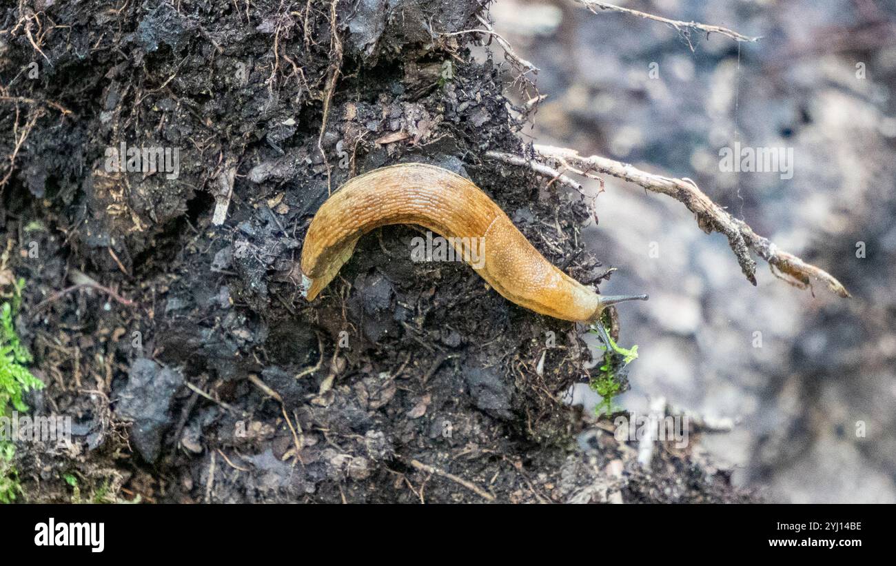 Arion Slugs (Arion Stock Photo - Alamy
