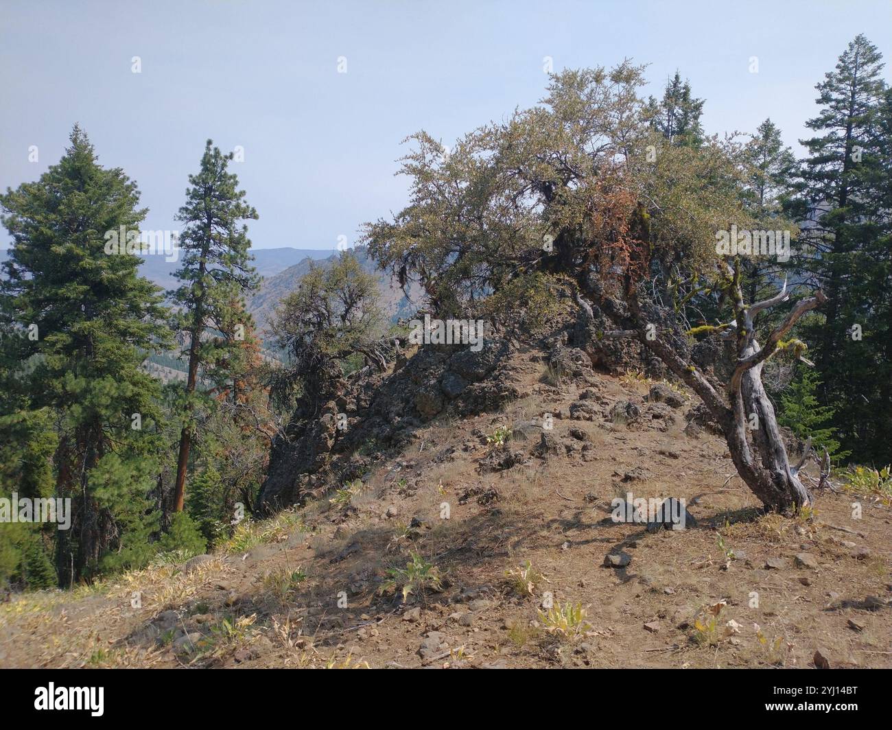 Curlleaf Mountain Mahogany (Cercocarpus ledifolius Stock Photo - Alamy