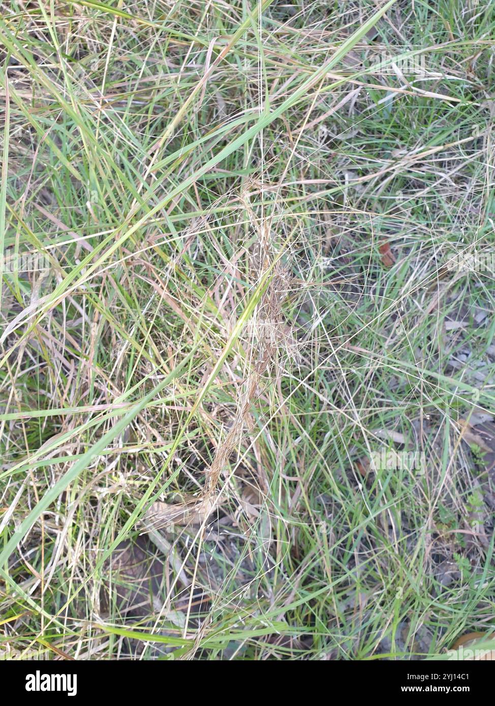 tanglehead (Heteropogon contortus Stock Photo - Alamy