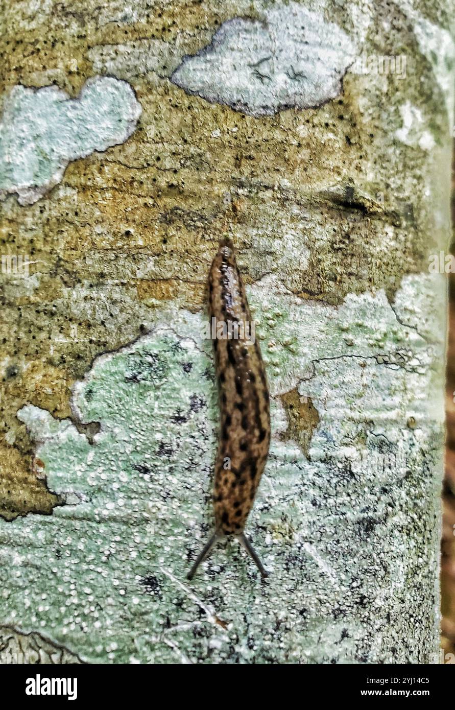 Carolina Mantleslug (Philomycus carolinianus Stock Photo - Alamy