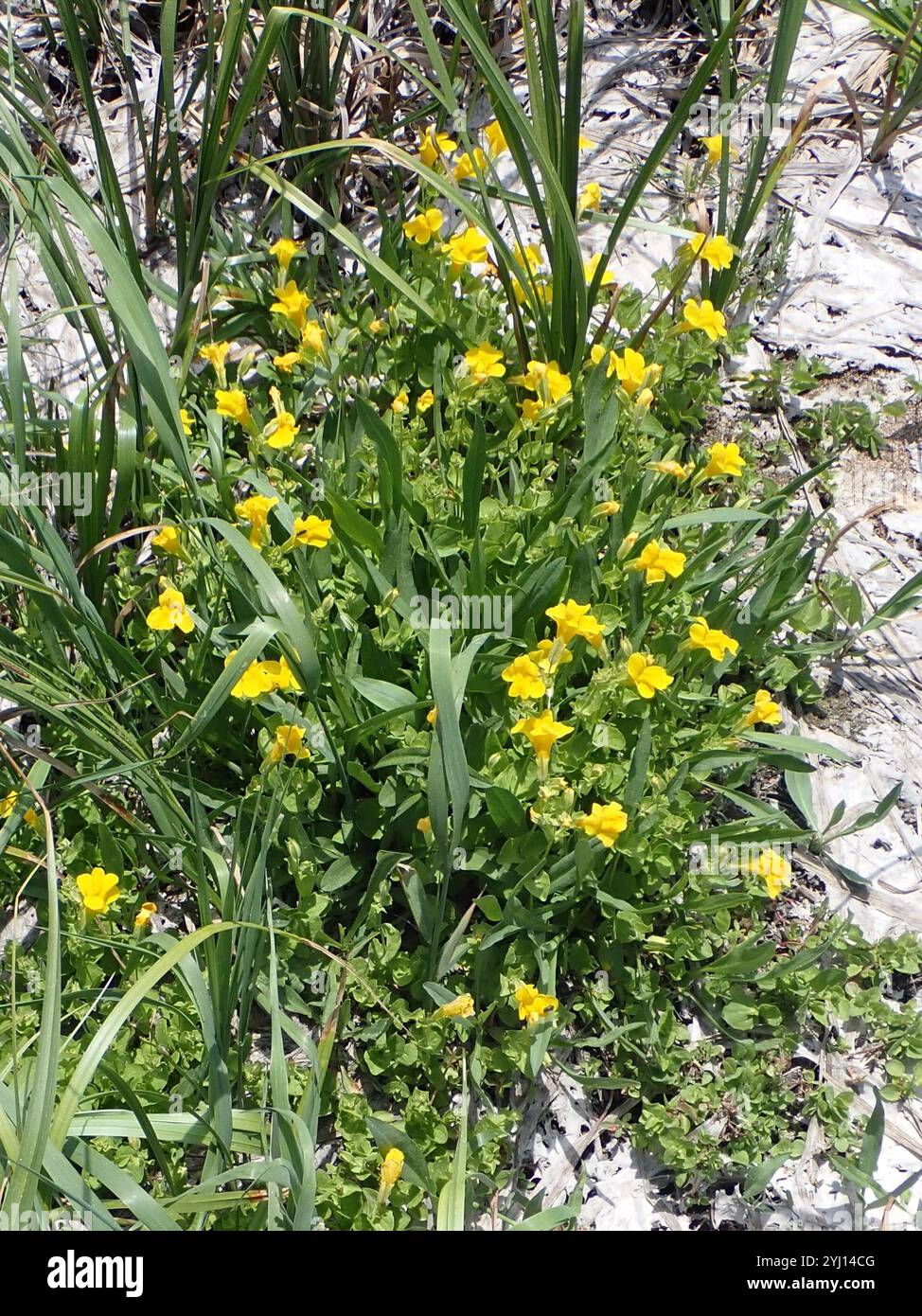 Tiling's Monkeyflower (Erythranthe tilingii Stock Photo - Alamy