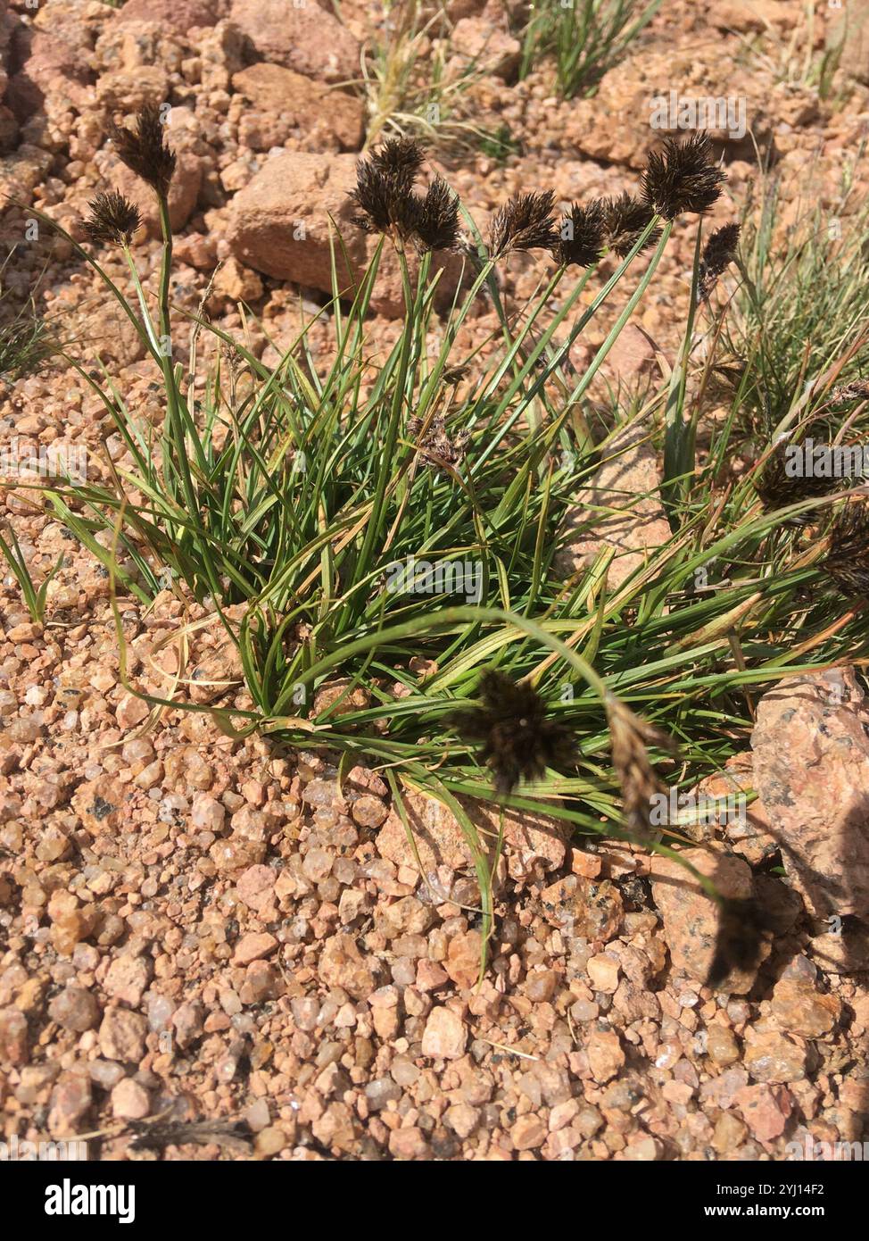 grasses, sedges, cattails, and allies (Poales Stock Photo - Alamy