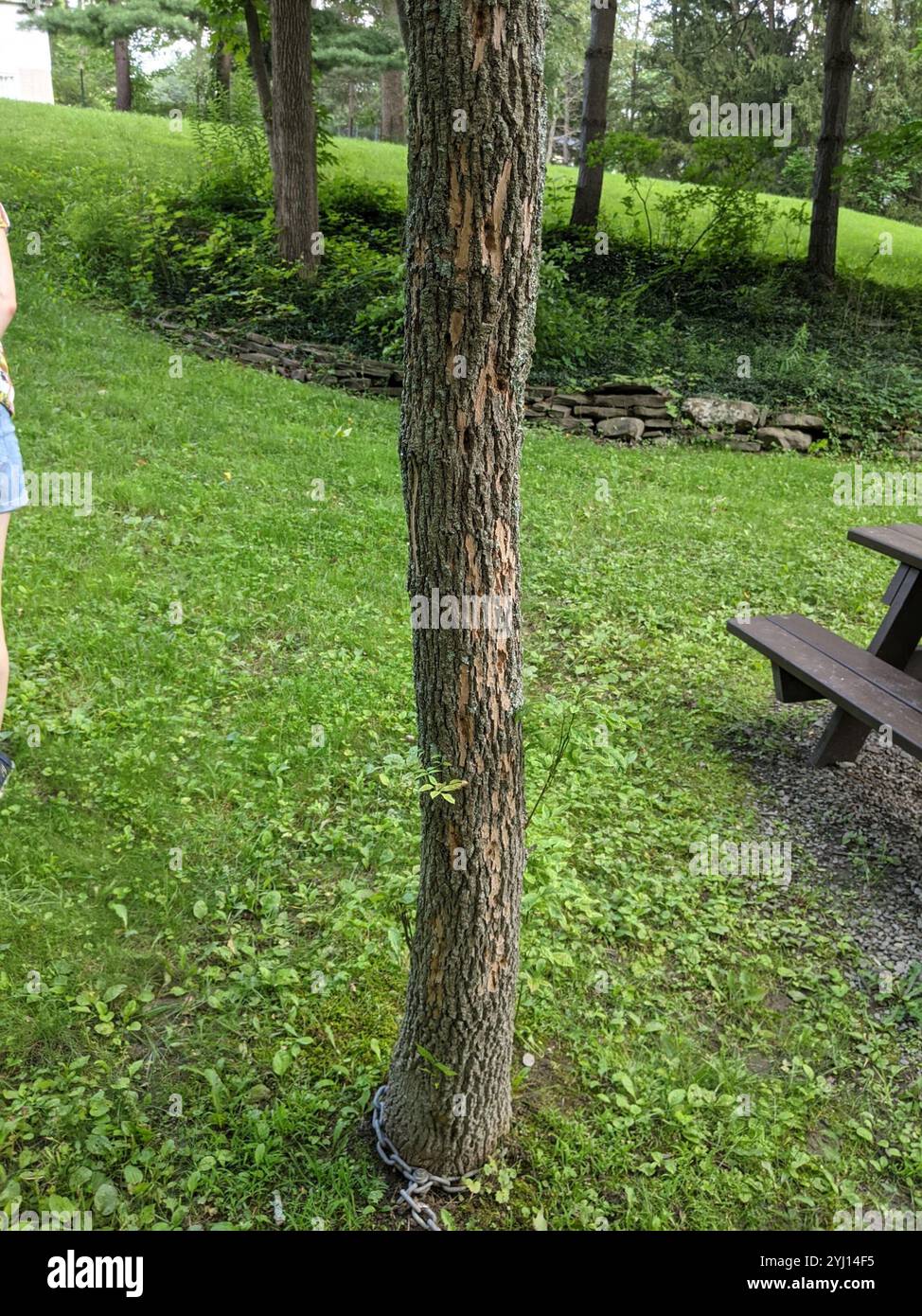 Emerald Ash Borer (Agrilus planipennis Stock Photo - Alamy