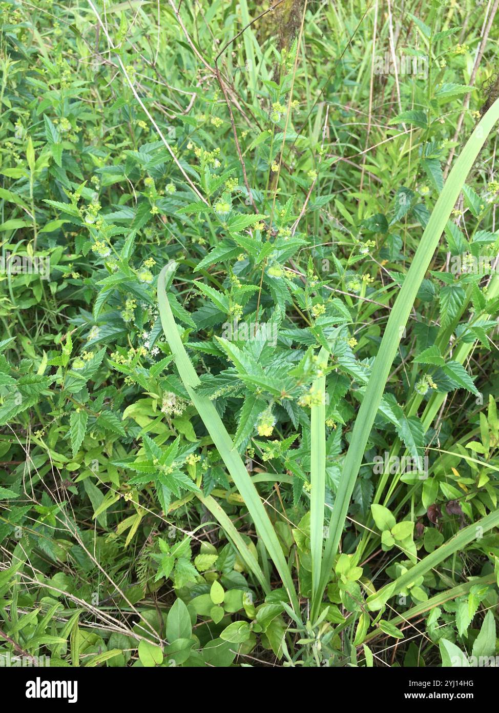 Nettleleaf Noseburn (Tragia urticifolia Stock Photo - Alamy