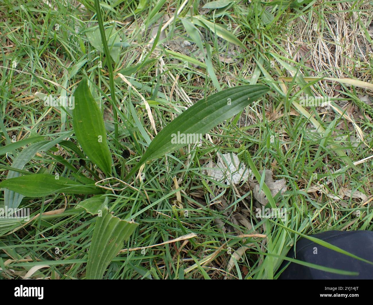 ribwort plantain (Plantago lanceolata Stock Photo - Alamy