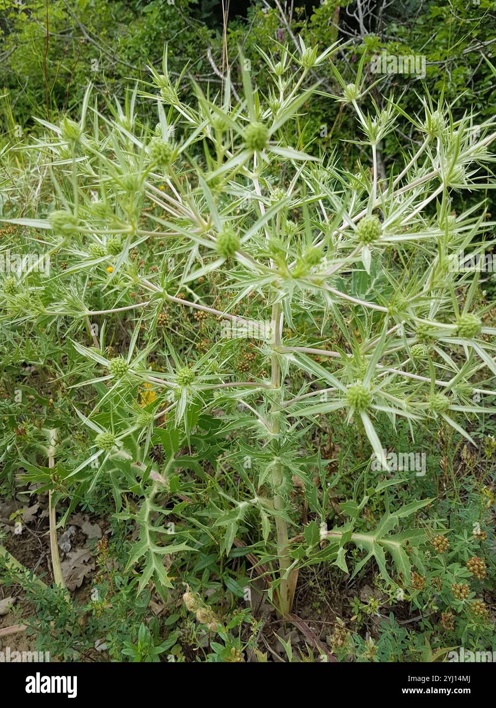 Field Eryngo (Eryngium campestre Stock Photo - Alamy