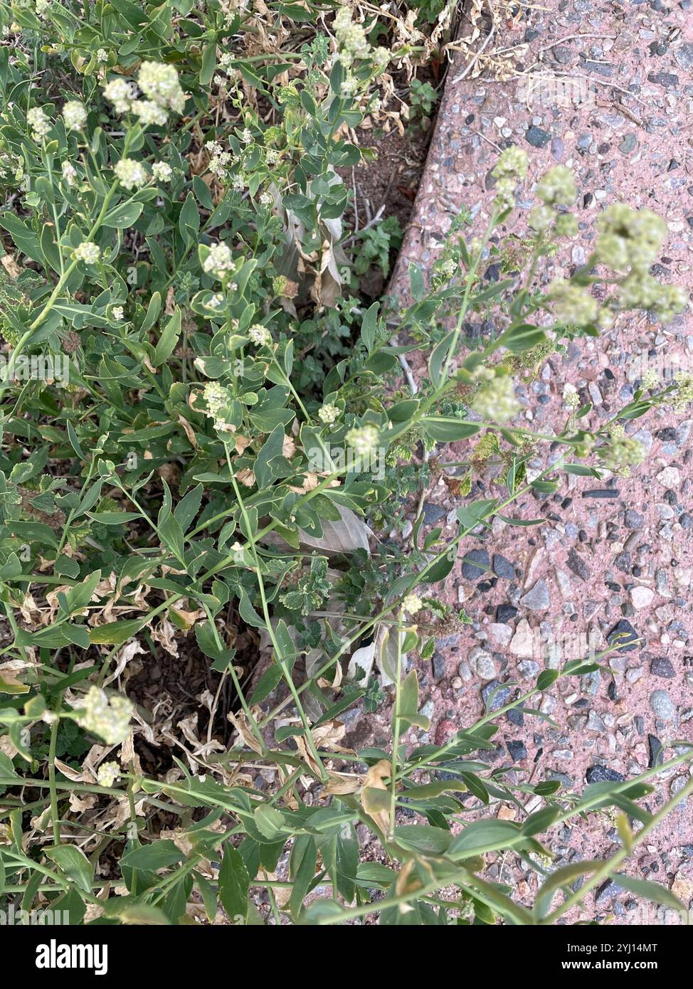 broadleaved pepperweed (Lepidium latifolium Stock Photo - Alamy