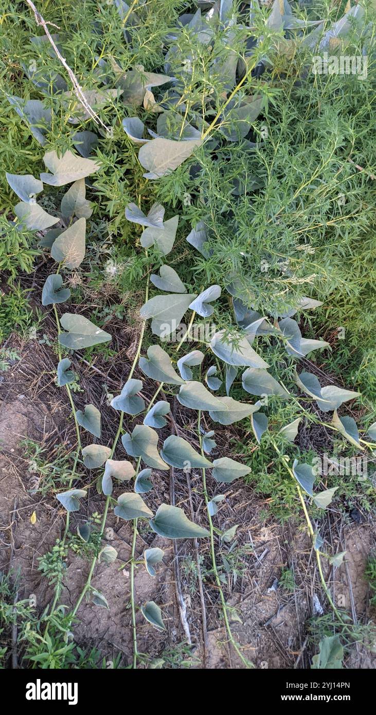 Cucurbita foetidissima hi-res stock photography and images - Alamy