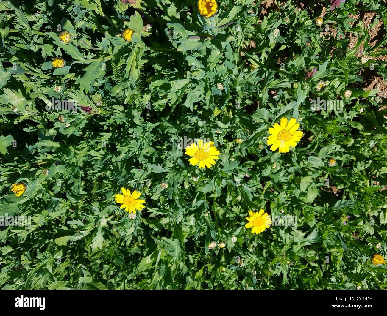 Corn Marigold (Glebionis segetum Stock Photo - Alamy