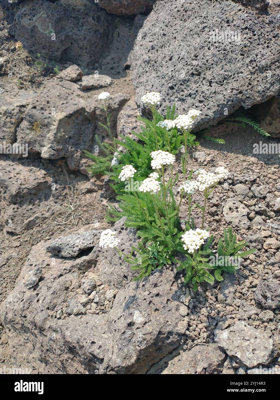 common yarrow (Achillea millefolium Stock Photo - Alamy